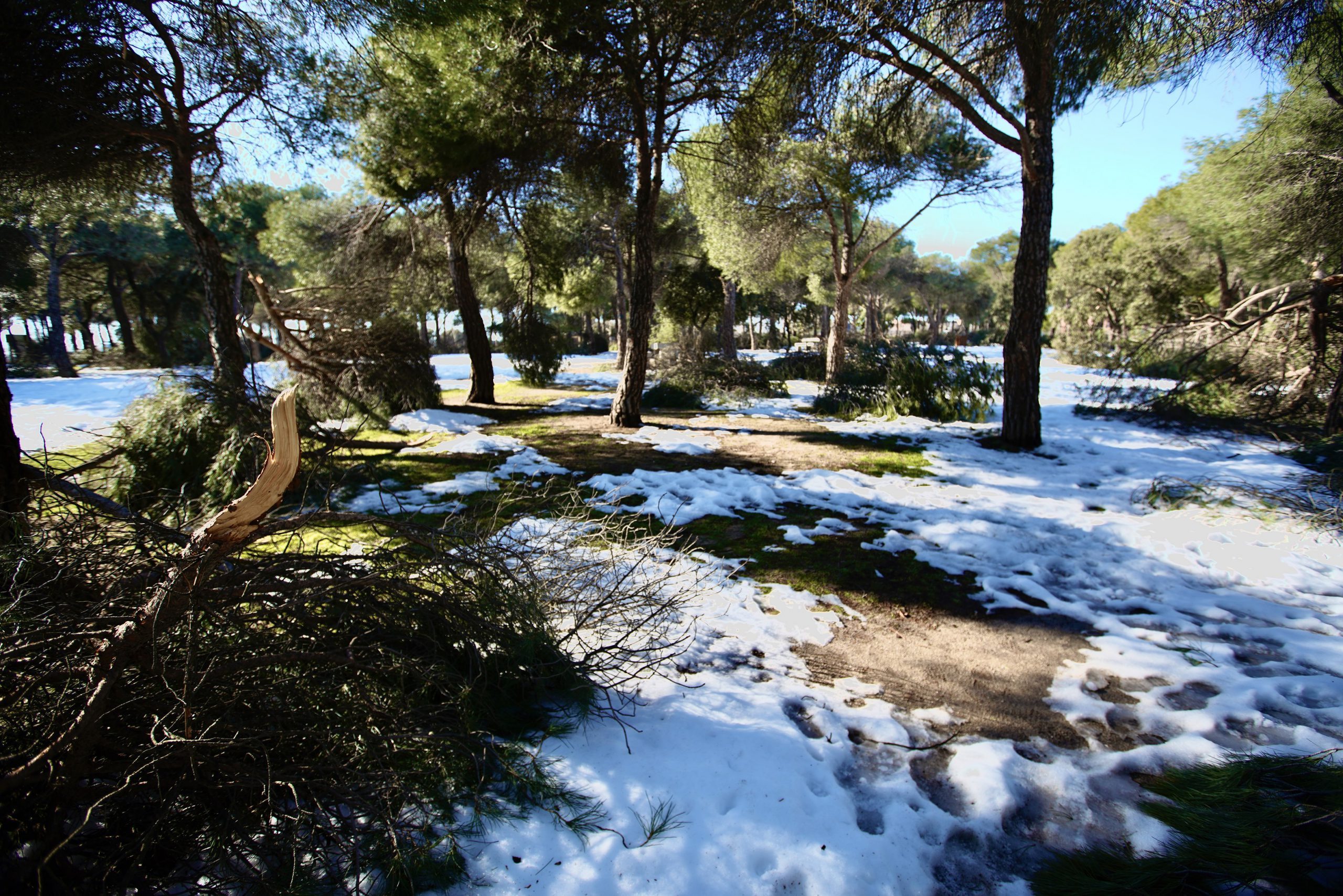El temporal Filomena deja 18 millones de euros en daños en el arbolado